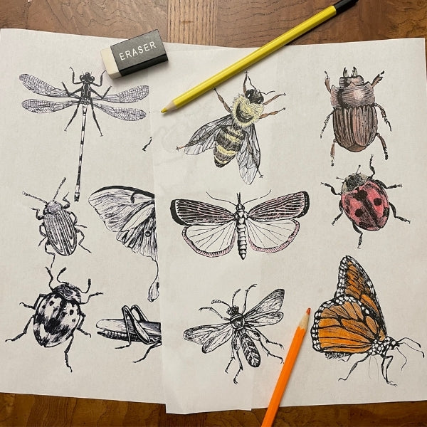 Bug Identification Log Book Journal For Kids - Namastay Nature